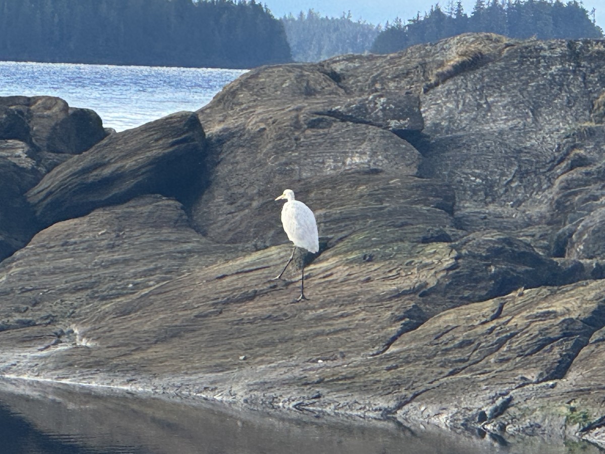 eBird Checklist - 27 Oct 2025 - Ketchikan--Rotary Beach Park - 1 species