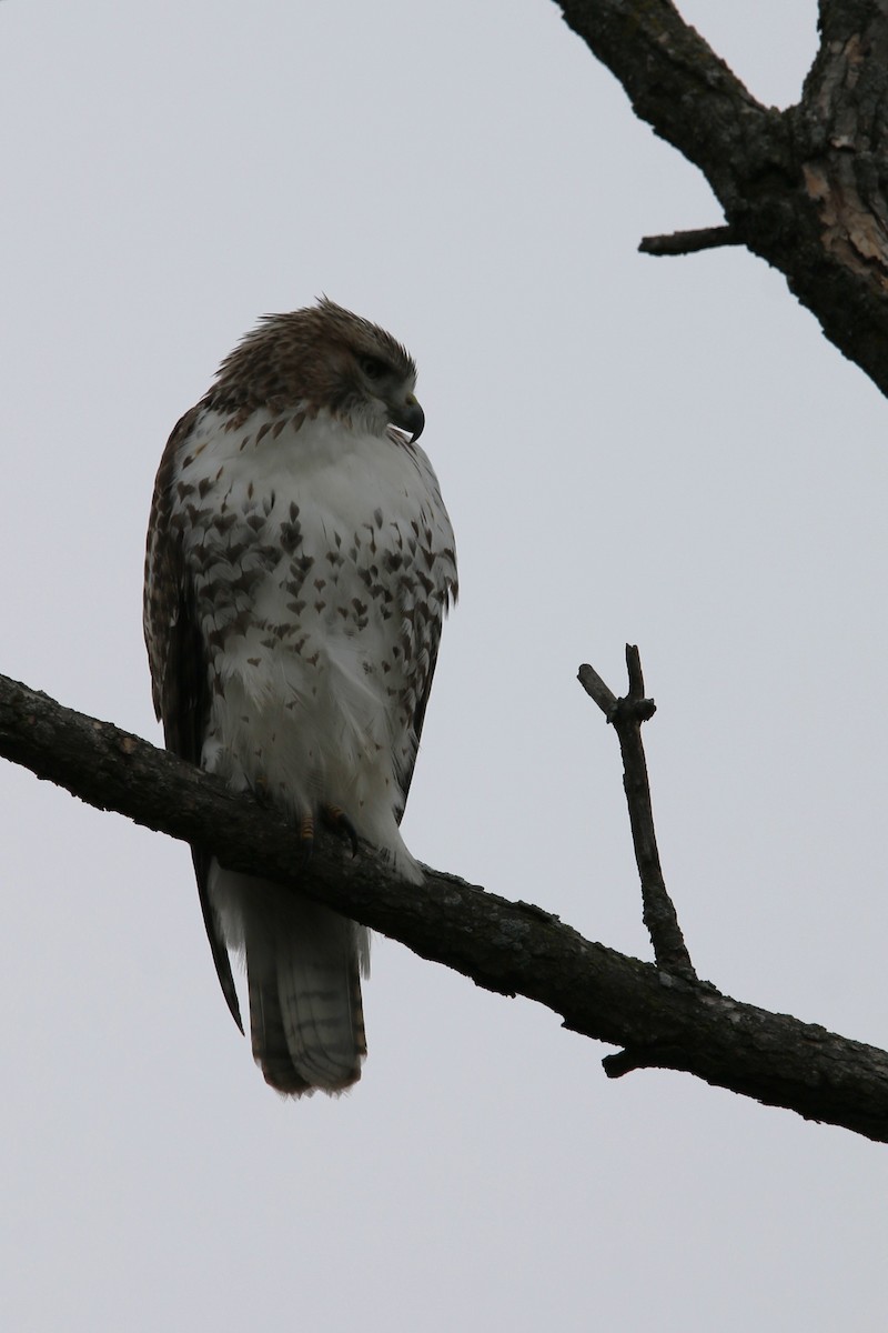 eBird Checklist - 19 Nov 2025 - Montrose Point Bird Sanctuary, Lincoln ...