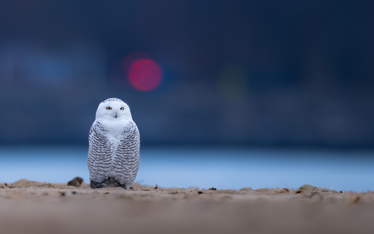 ML645527256 - Snowy Owl - Macaulay Library