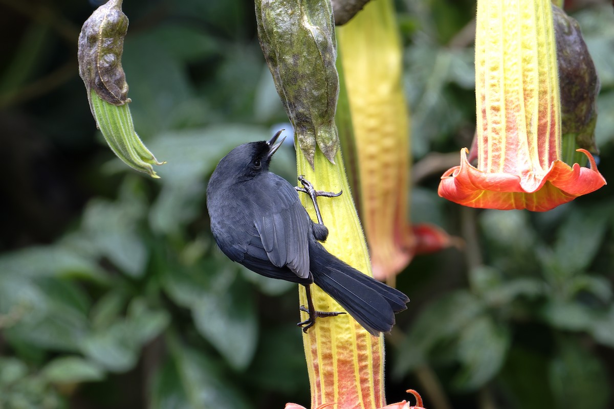 eBird Checklist - 23 Oct 2025 - Colibrí Garden - 5 species
