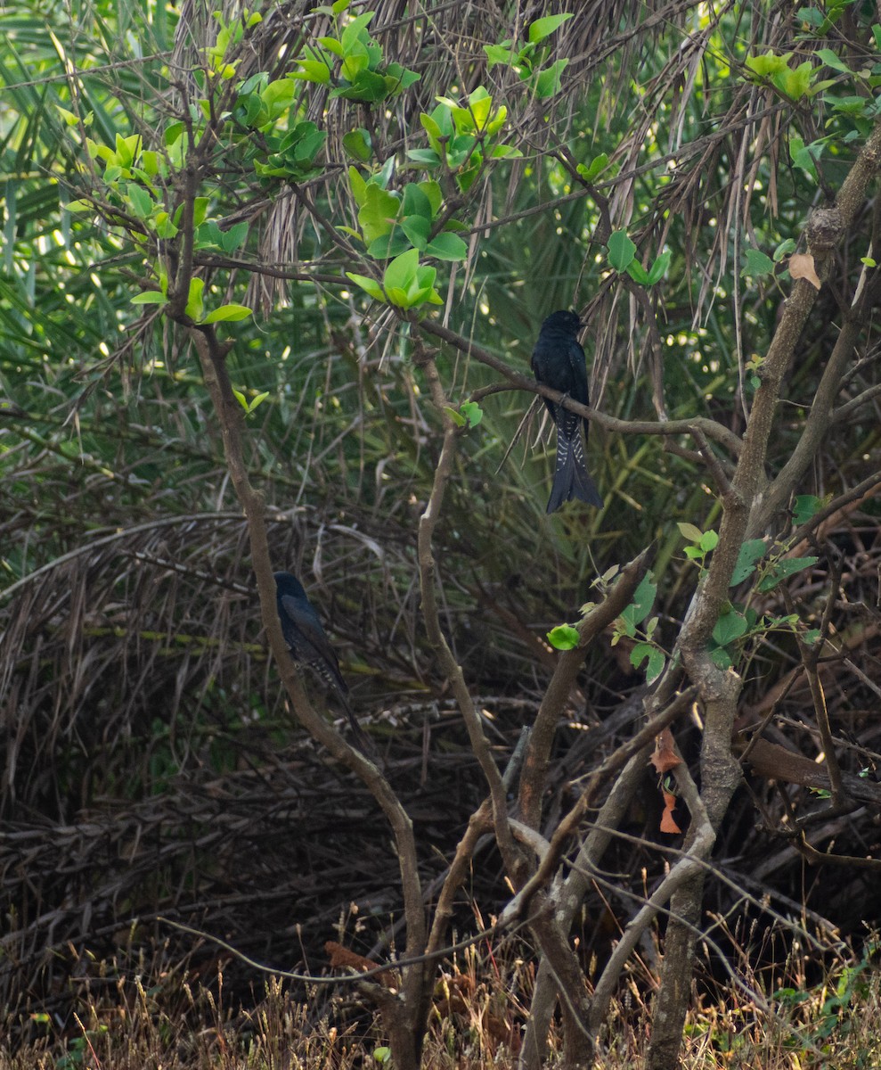 ML645536877 - Fork-tailed Drongo-Cuckoo - Macaulay Library