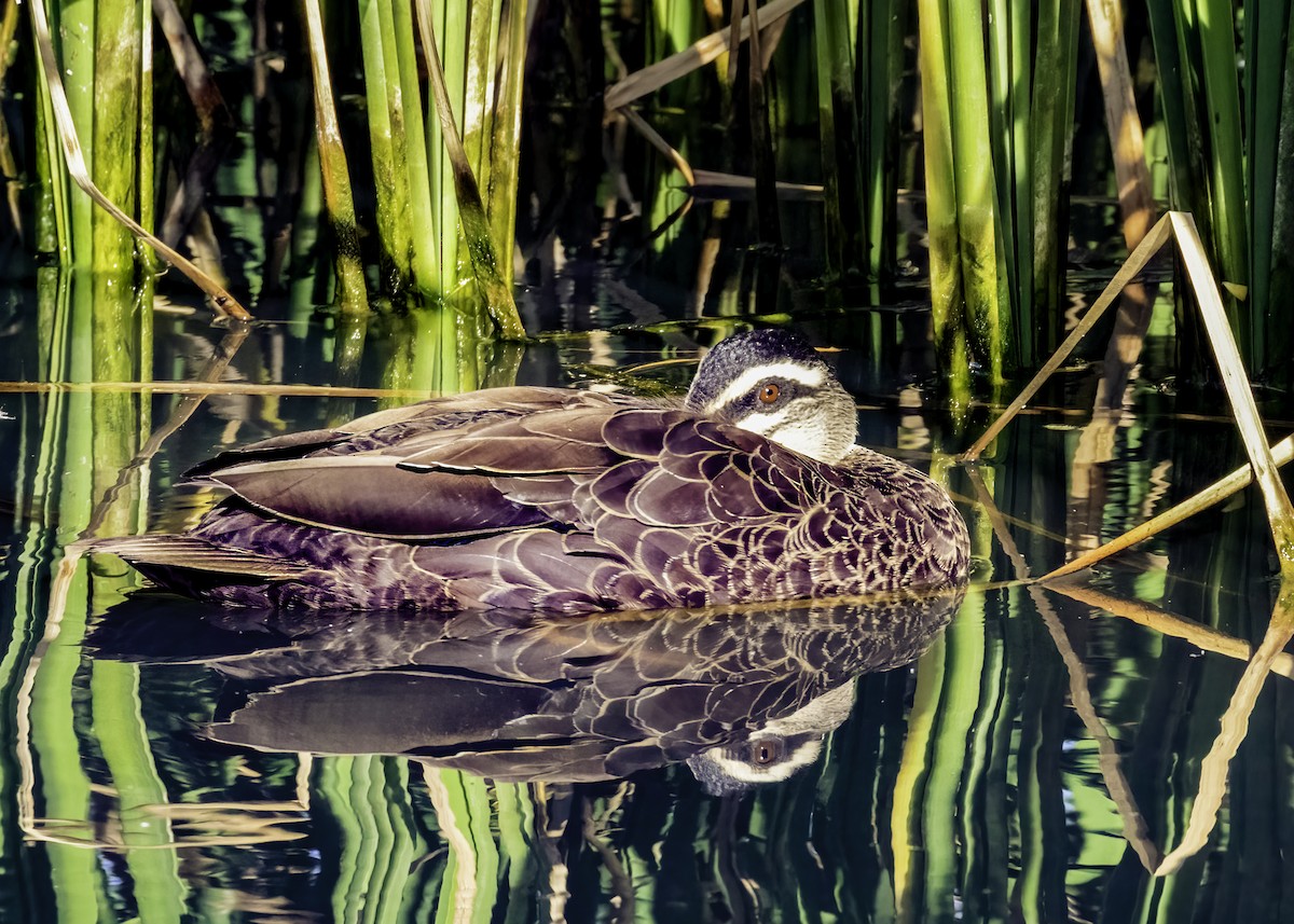eBird Checklist - 20 Nov 2025 - Lake Weeroona - 20 species