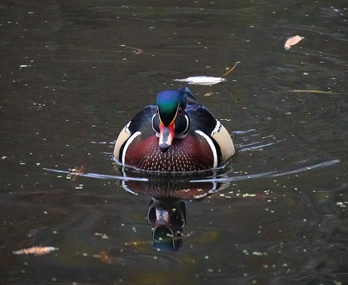 eBird Checklist - 20 Nov 2025 - Stumpy Lake Natural Area - 37 species
