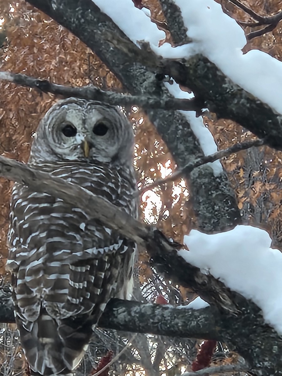 eBird Checklist - 11 Nov 2025 - Ottawa--Fletcher Wildlife Garden - 2 ...