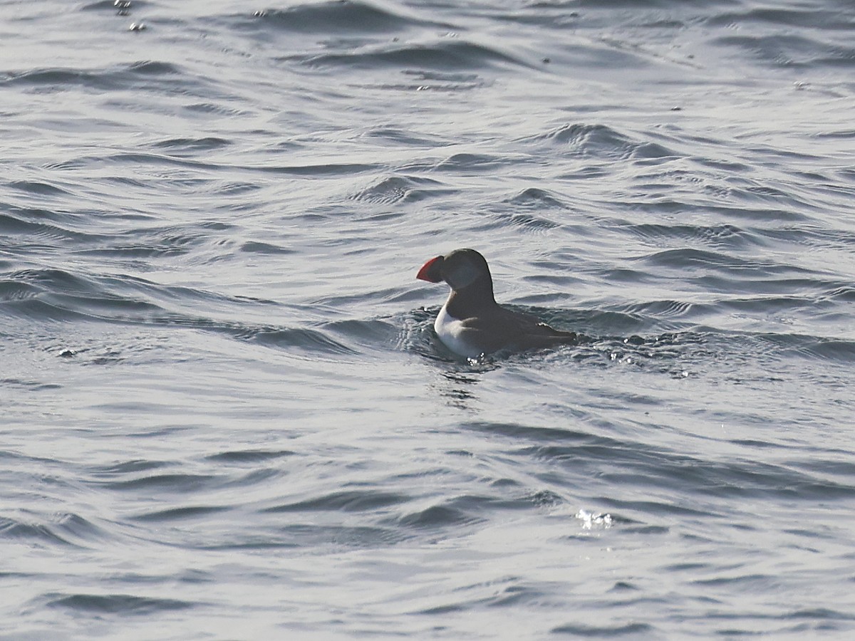 eBird Checklist - 20 Nov 2025 - Jeffrey's Ledge (NH) - 5 species