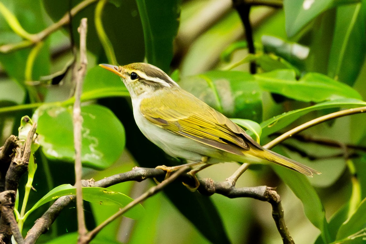 eBird Checklist - 17 Nov 2025 - Bang Pu--Nature Education Center - 46 ...