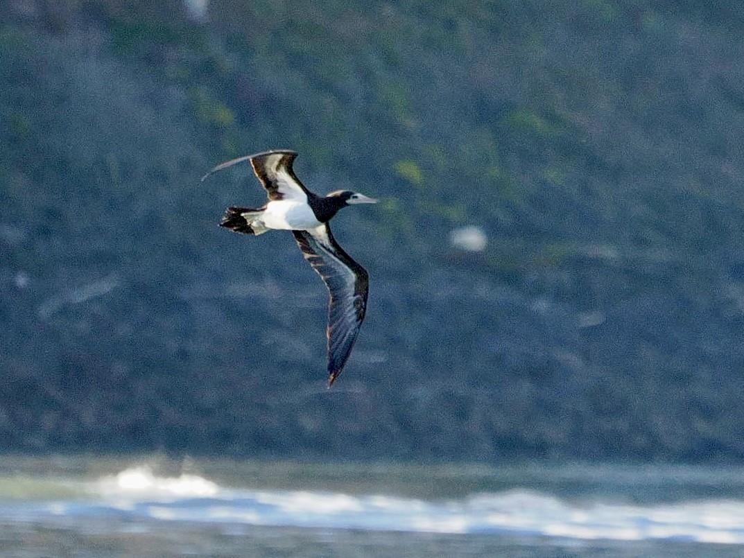 ML645580806 - Cocos Booby - Macaulay Library