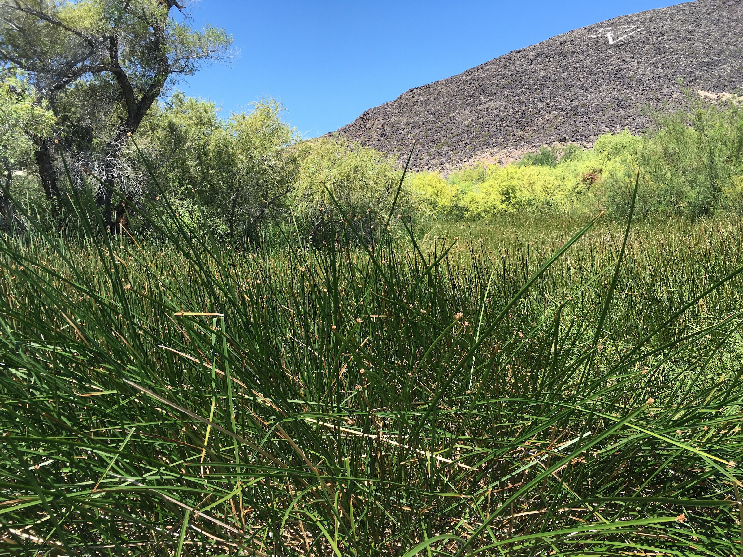 Shoshone Village - Inyo, California, US - Birding Hotspots
