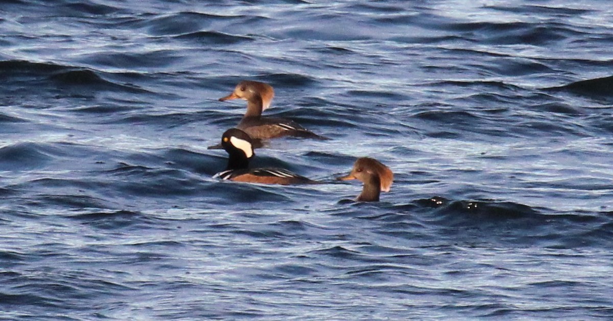 eBird Checklist - 18 Nov 2025 - Culvers Lake - 25 species