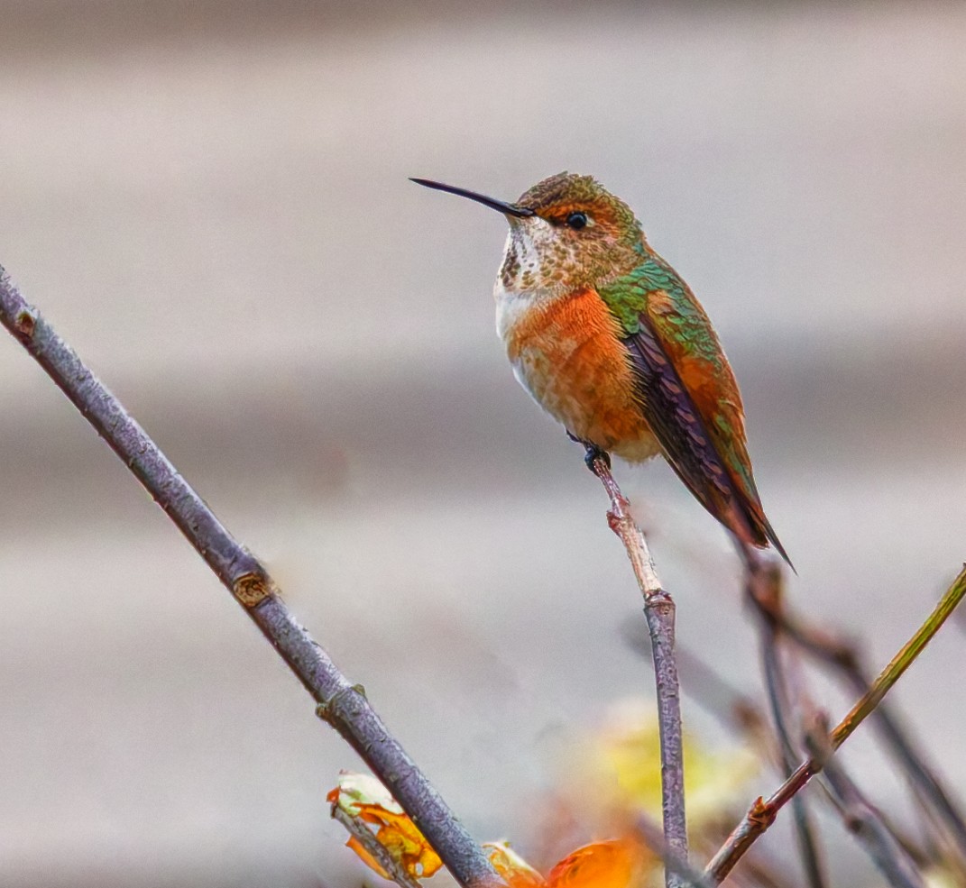 eBird Checklist - 21 Nov 2025 - stakeout Rufous Hummingbird, Columbus ...
