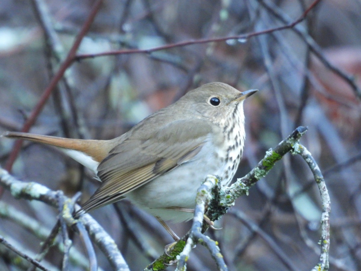 eBird Checklist - 21 Nov 2025 - Spur Rd, Coulterville US-CA 37.67040 ...