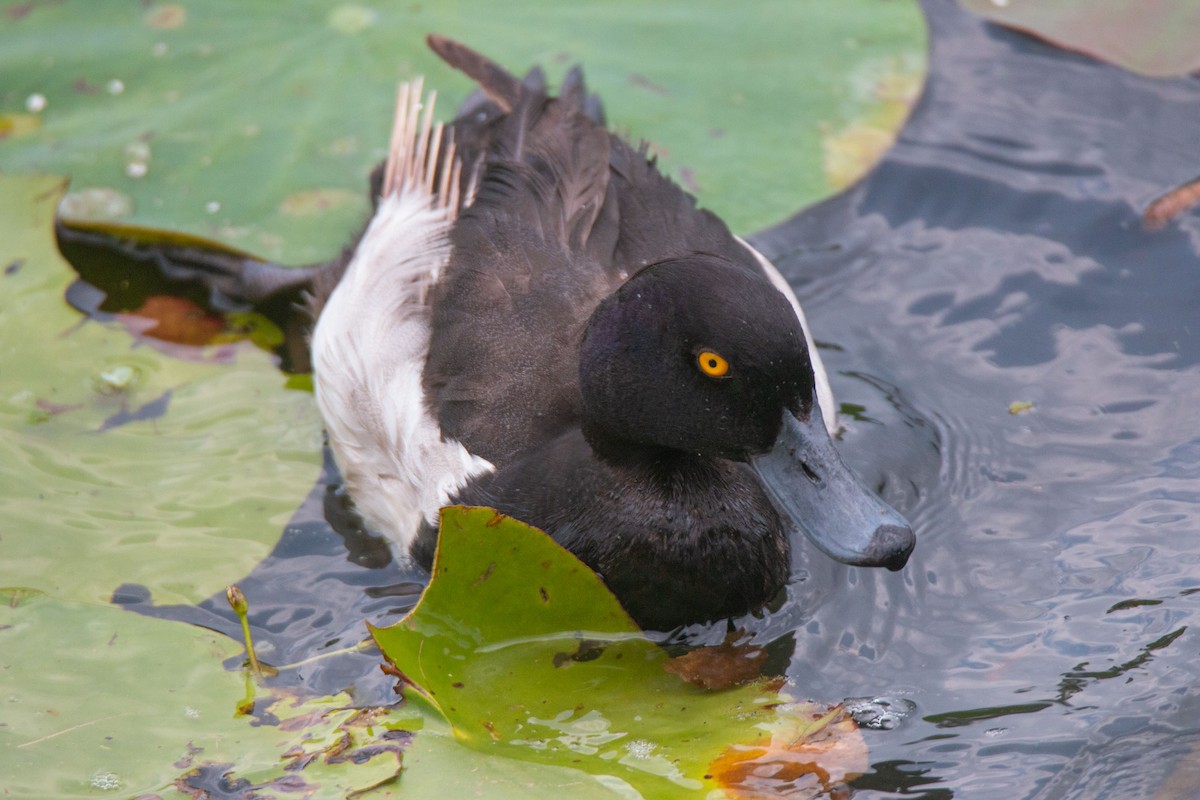 eBird Checklist - 9 Jul 2022 - Nagdaha - 4 species