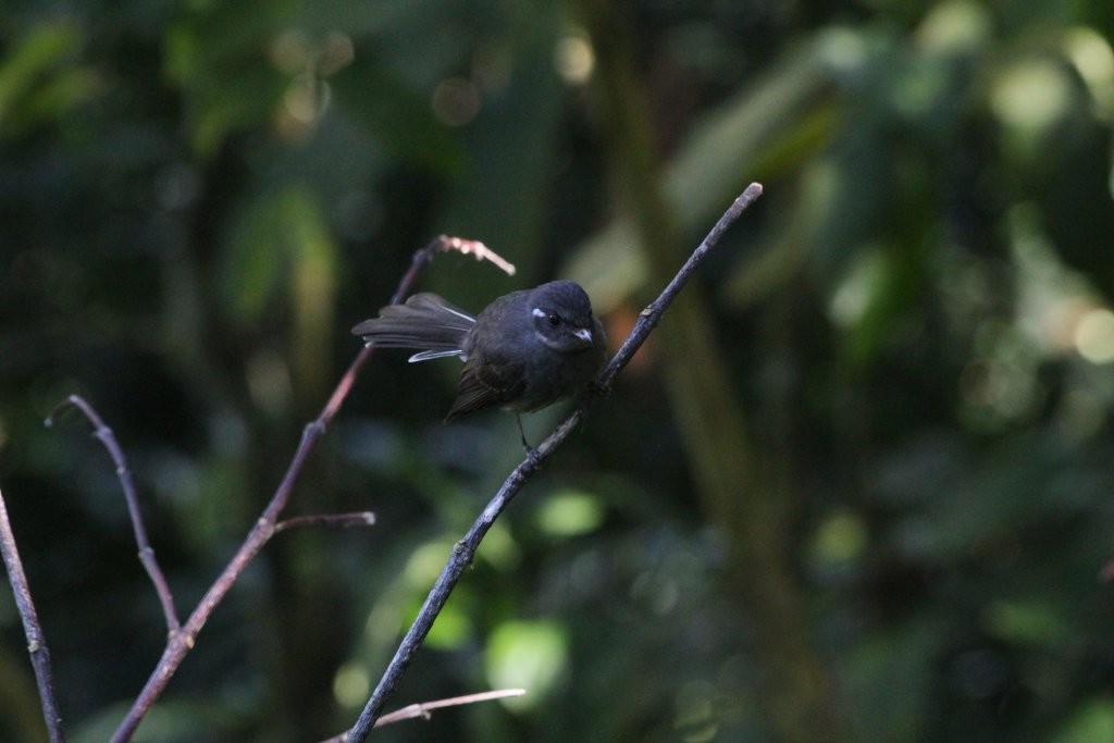 eBird Checklist - 18 Aug 2012 - Mt Vaea - 9 species (+1 other taxa)