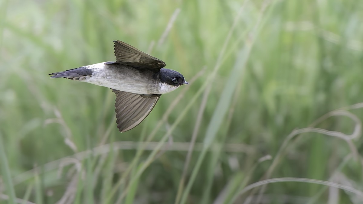 ML645653324 - Asian House-Martin - Macaulay Library
