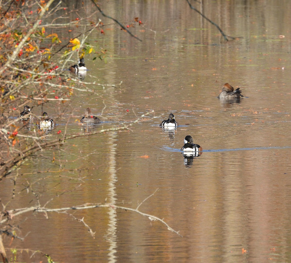 eBird Checklist - 22 Nov 2025 - Stumpy Lake Natural Area - 22 species