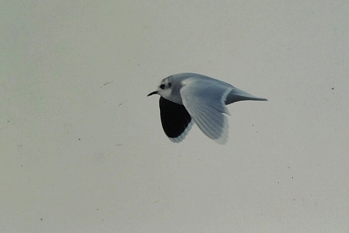 eBird Checklist - 21 Jan 1989 - Dobbins Landing - 11 species