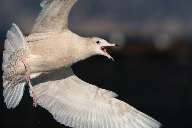 Minnesota eBird December Spotlight Images - eBird Minnesota