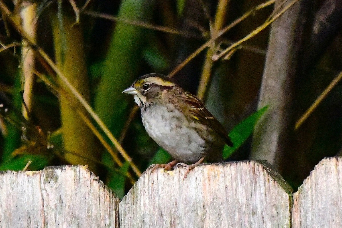 eBird Checklist - 22 Nov 2025 - 2510 Kelly Ave, Gulfport US-MS 30.38034 ...