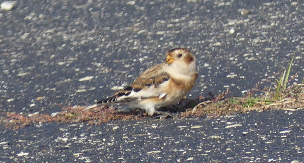 eBird Checklist - 22 Nov 2025 - Harley Ensign Memorial Boating Access ...