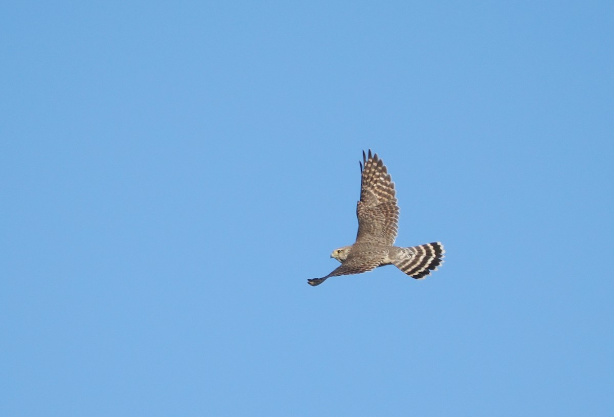 eBird Checklist - 22 Nov 2025 - Alexandre Dairy--southern pastures - 28 ...