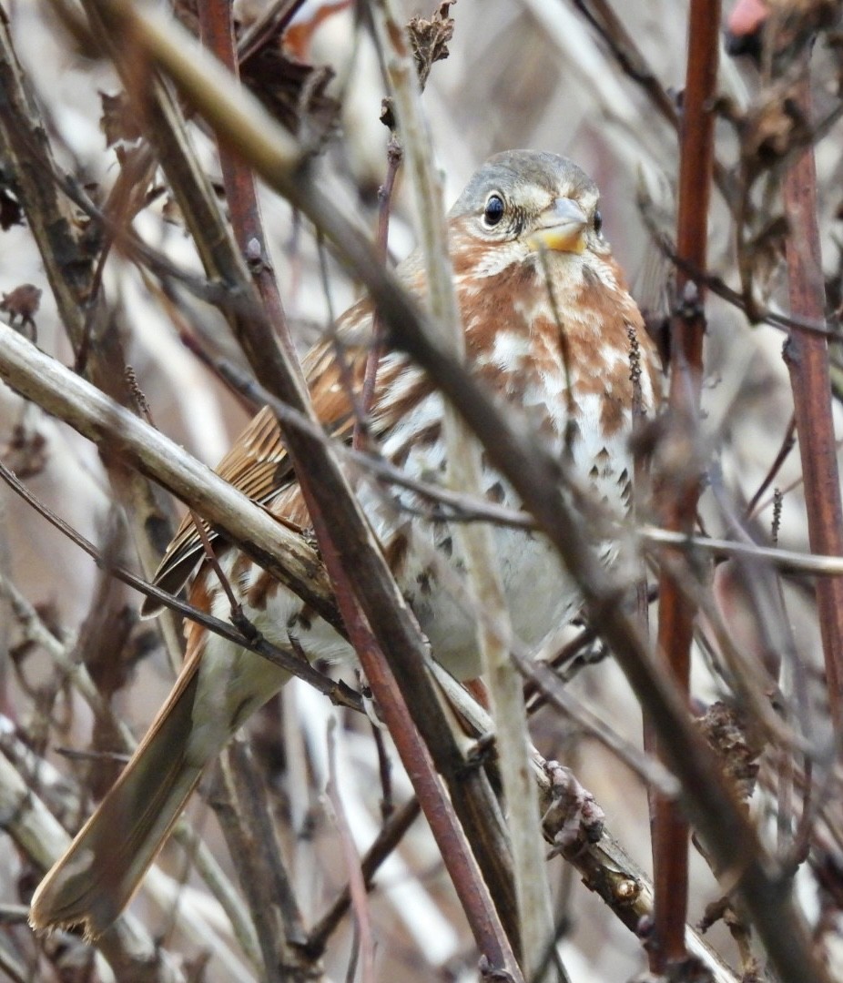 ML645687005 - Fox Sparrow - Macaulay Library