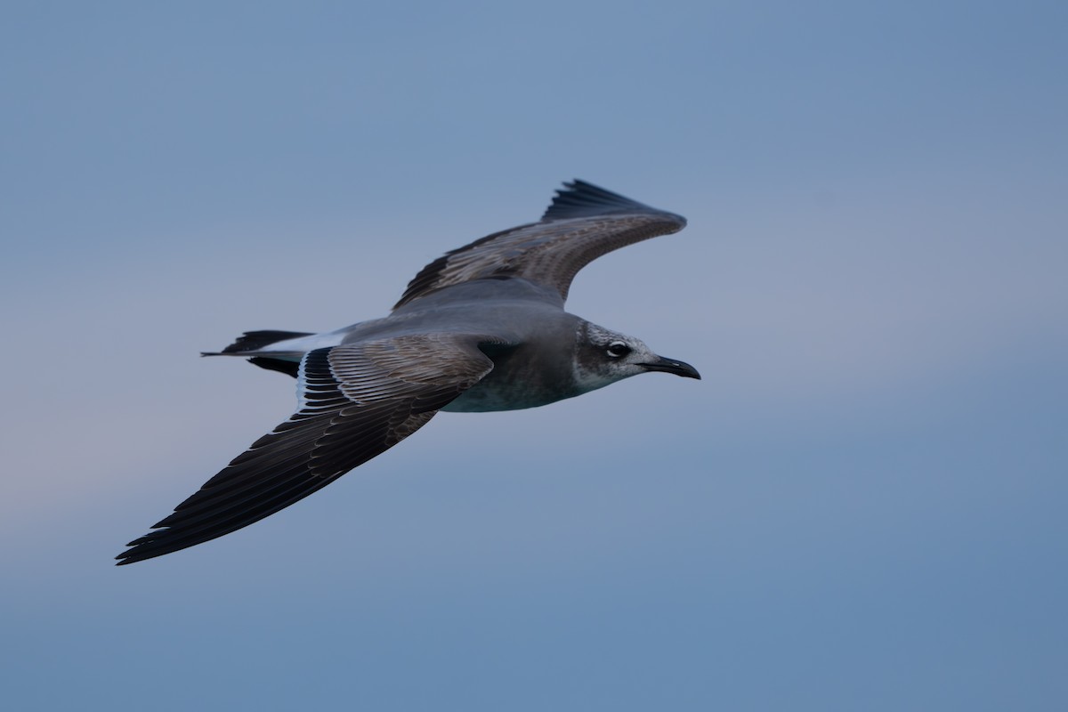 eBird Checklist - 22 Nov 2025 - Nauti-Gull II Pelagic 2025-11-22 Leg 9 ...