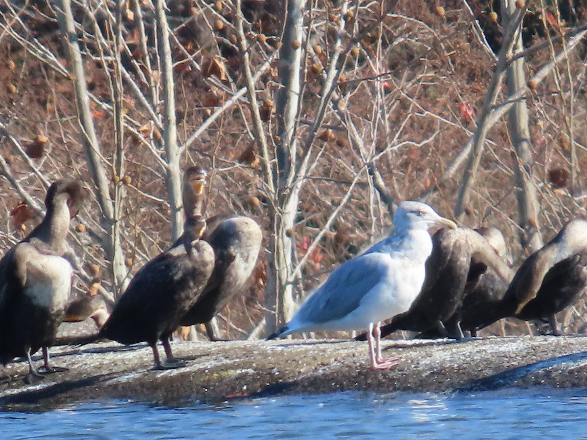 eBird Checklist - 23 Nov 2025 - Lake Chesdin Boat Ramp - 8 species