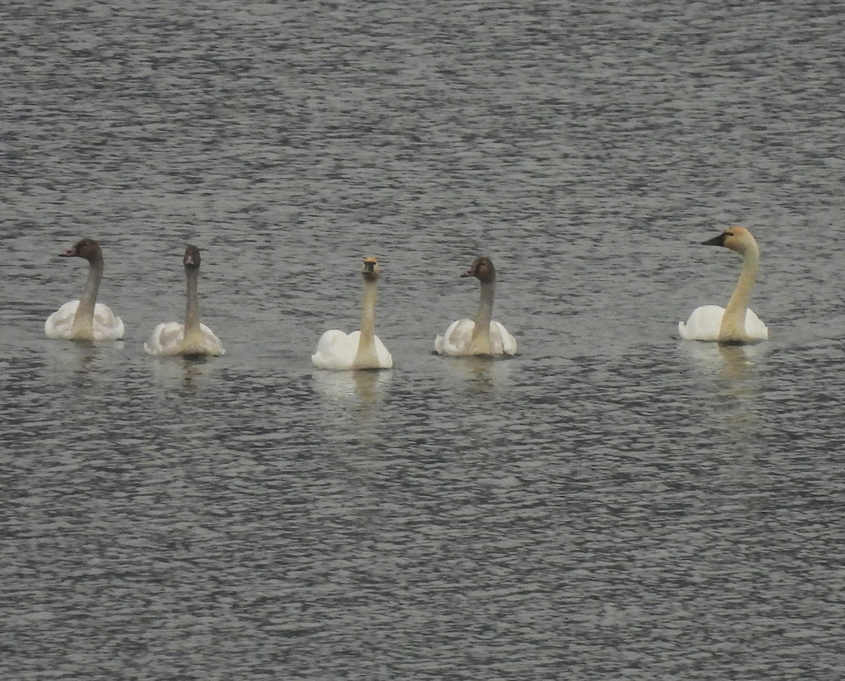 eBird Checklist - 23 Nov 2025 - Henry Hagg Lake Park--Rainbow View - 13 ...