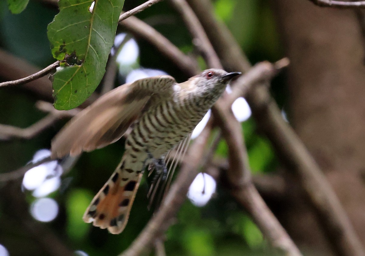 eBird Checklist - 5 Nov 2025 - 28 Middlemiss Street, Mareeba ...