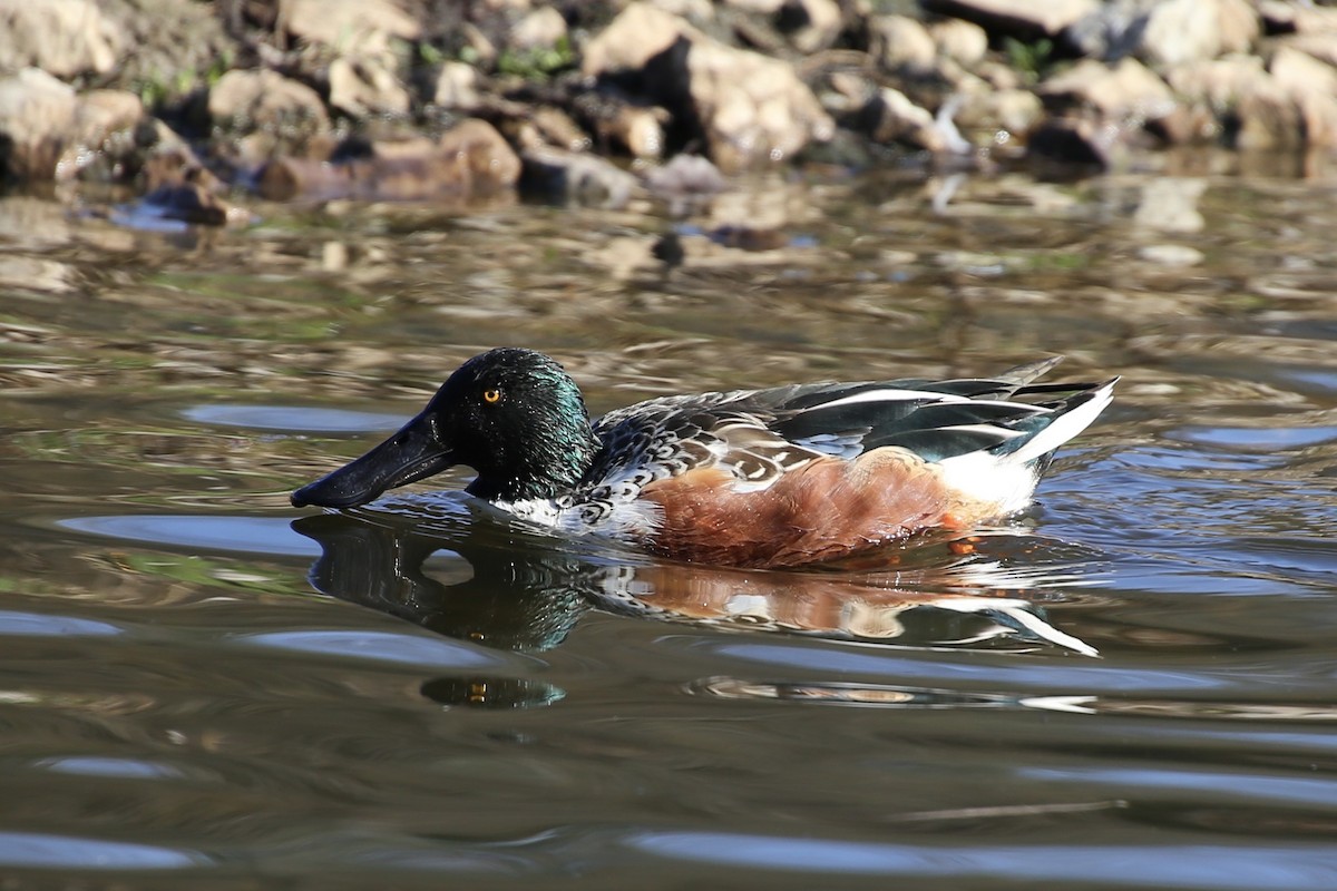 eBird Checklist - 23 Nov 2025 - Perrin Park - 32 species (+1 other taxa)
