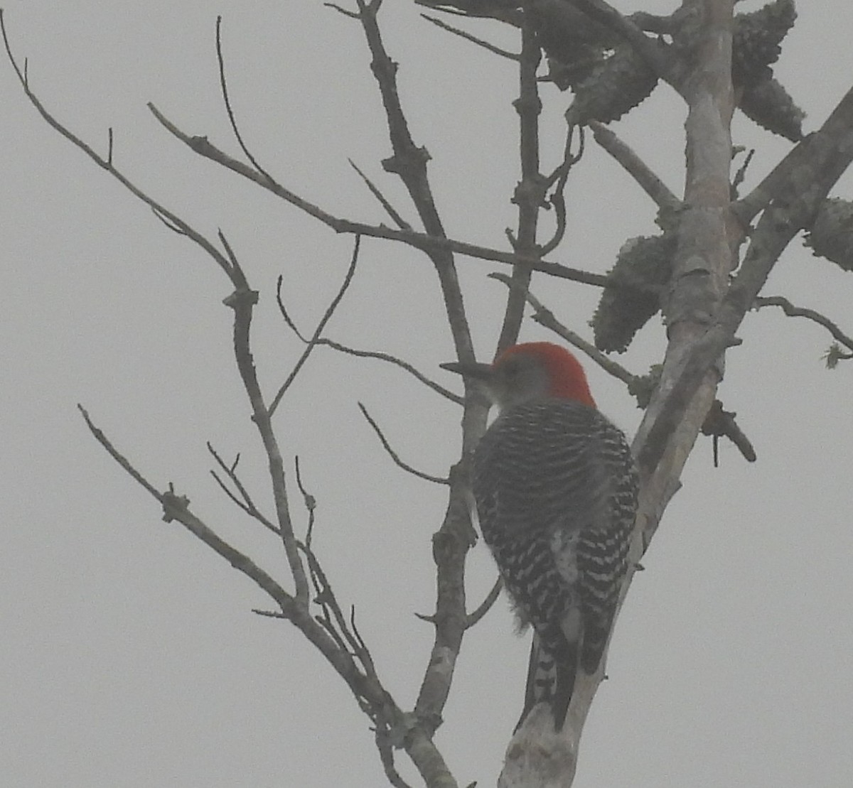 eBird Checklist - 24 Nov 2025 - My Backyard - 19 species