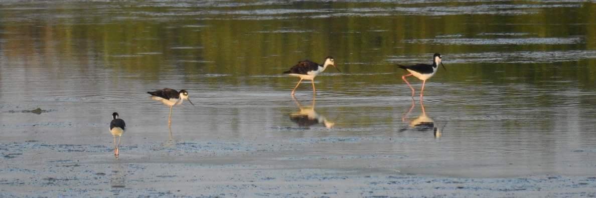 eBird Checklist - 28 Jul 2017 - Kellys Slough NWR - 29 species