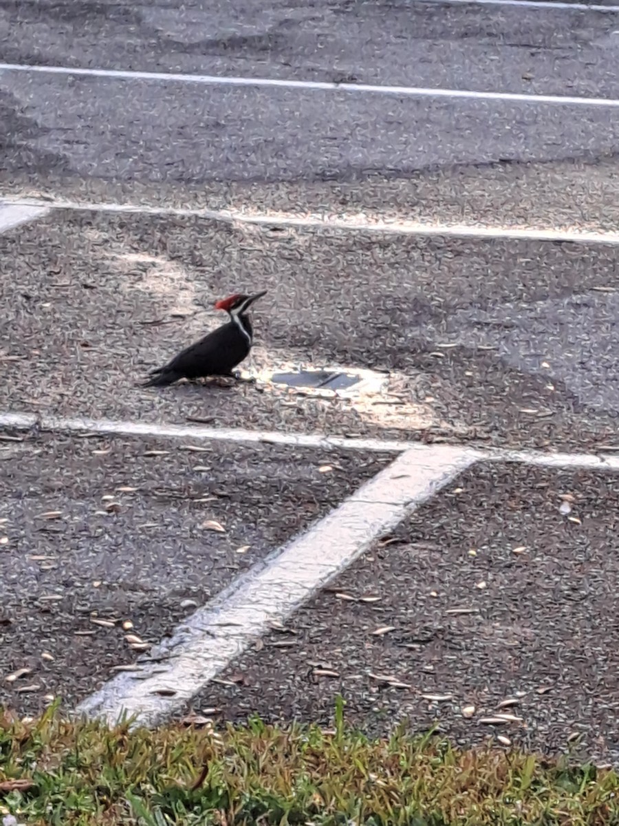 eBird Checklist - 24 Nov 2025 - Jog/Woolbright intersection - 5 species