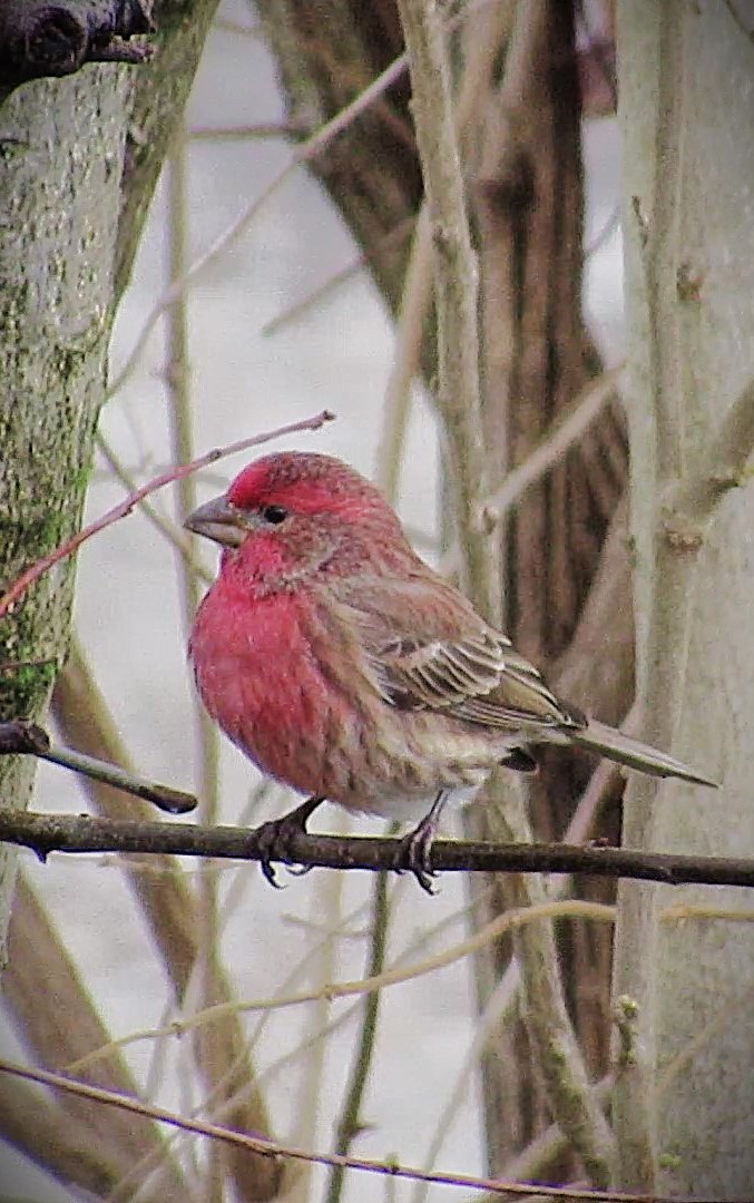 Pennsylvania Bird Atlas Checklist - 10 Nov 2025 - Houston - 16 species