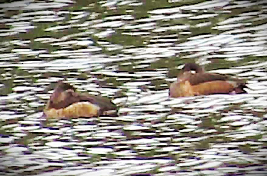 Pennsylvania Bird Atlas Checklist - 17 Nov 2025 - Peters Lake Park - 21 ...