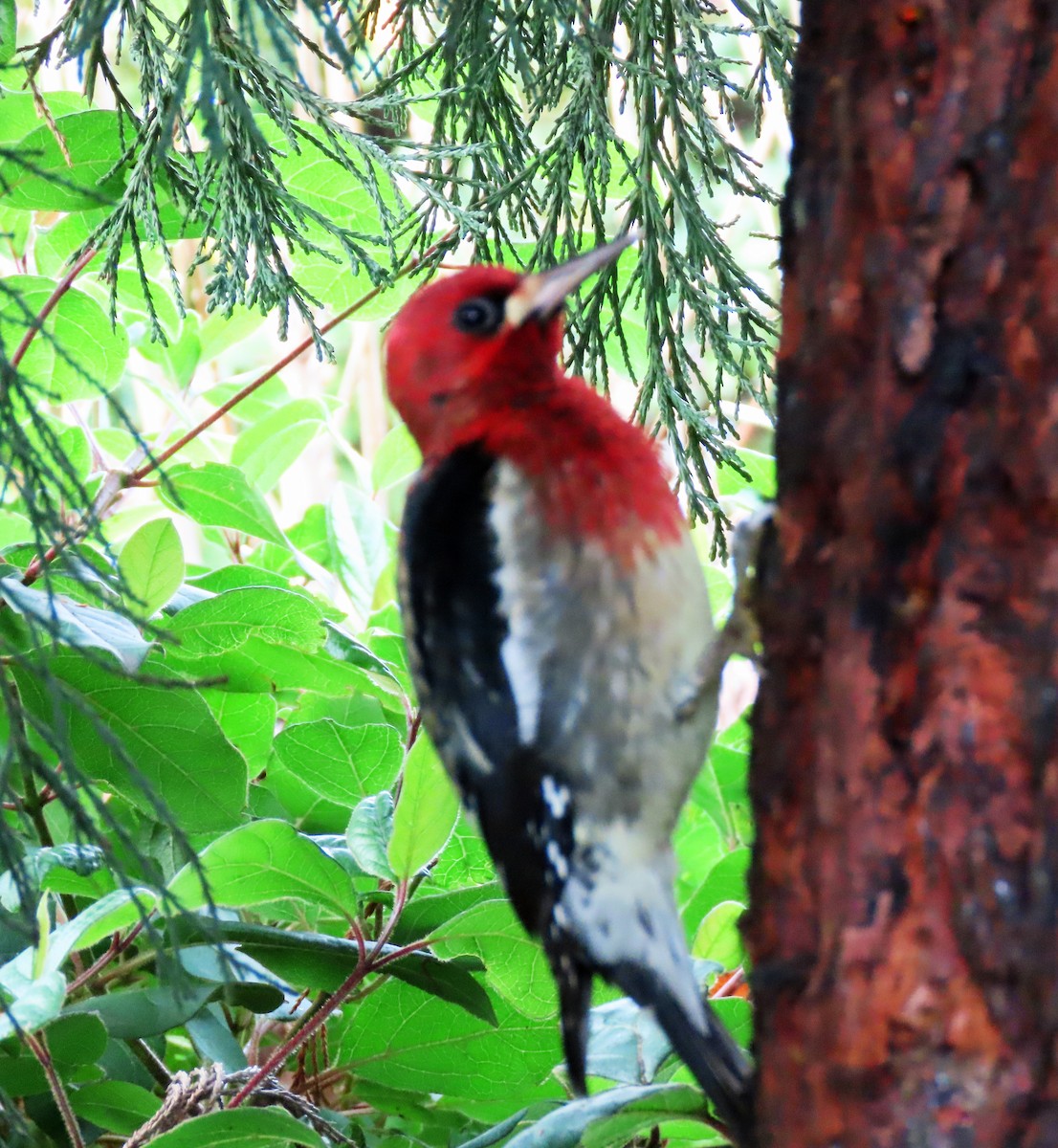 eBird Checklist - 24 Nov 2025 - Dallas Retirement Village - 12 species