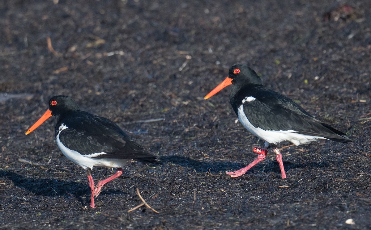 eBird Checklist - 25 Nov 2025 - Lang Lang Beach - 34 species