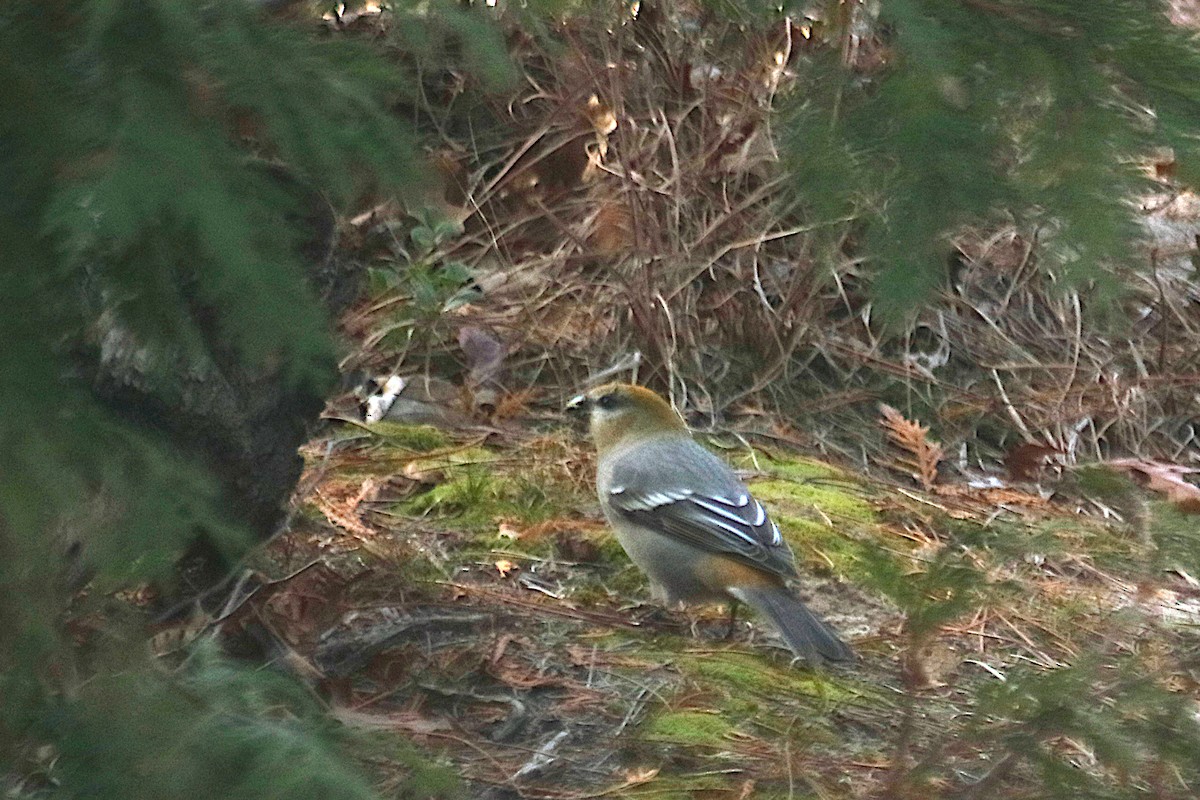 eBird Checklist - 24 Nov 2025 - Ipperwash general location, Lambton ...