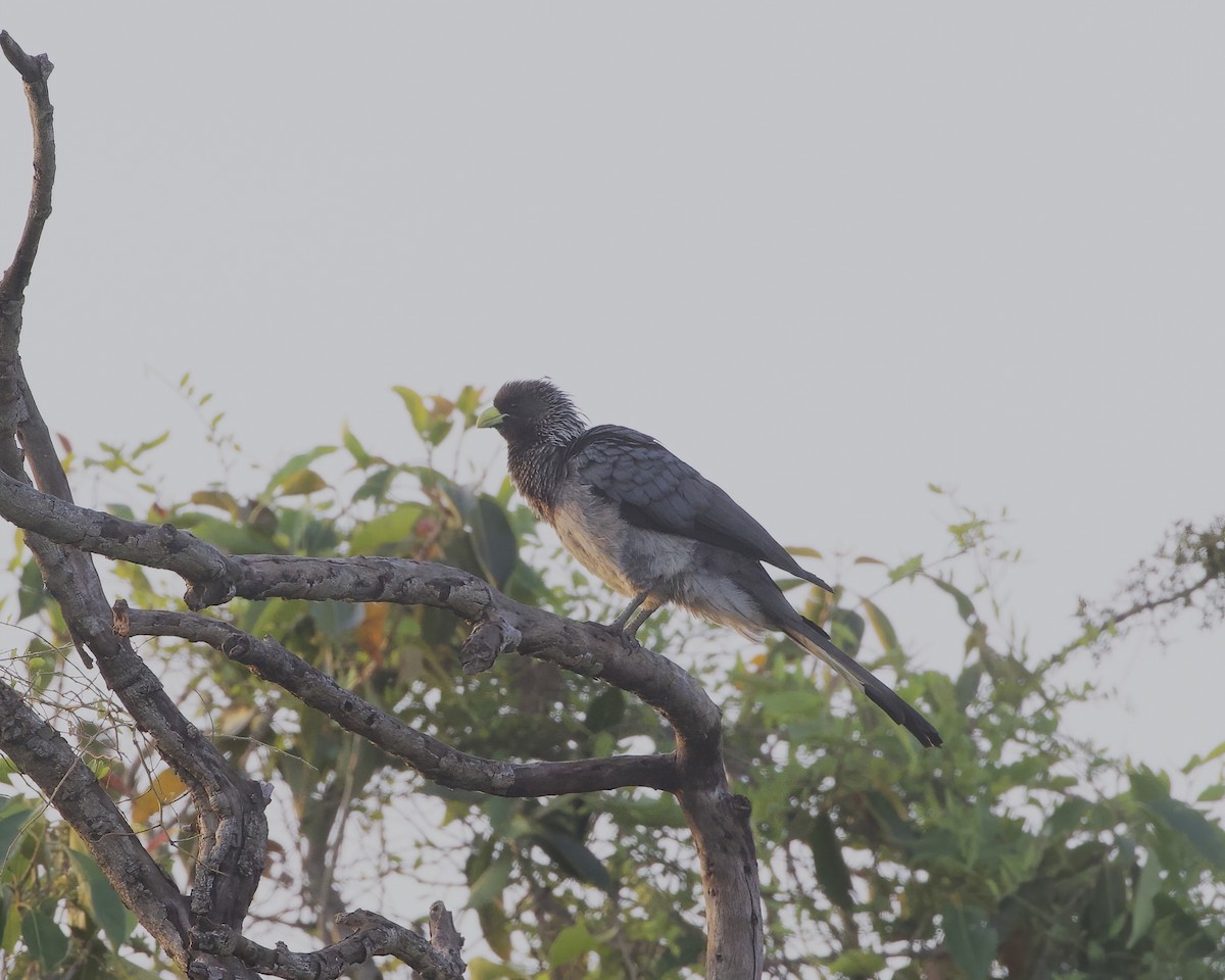 eBird Checklist - 23 Nov 2025 - Kisumu Waterfront (incl. Ndunga Swamp ...