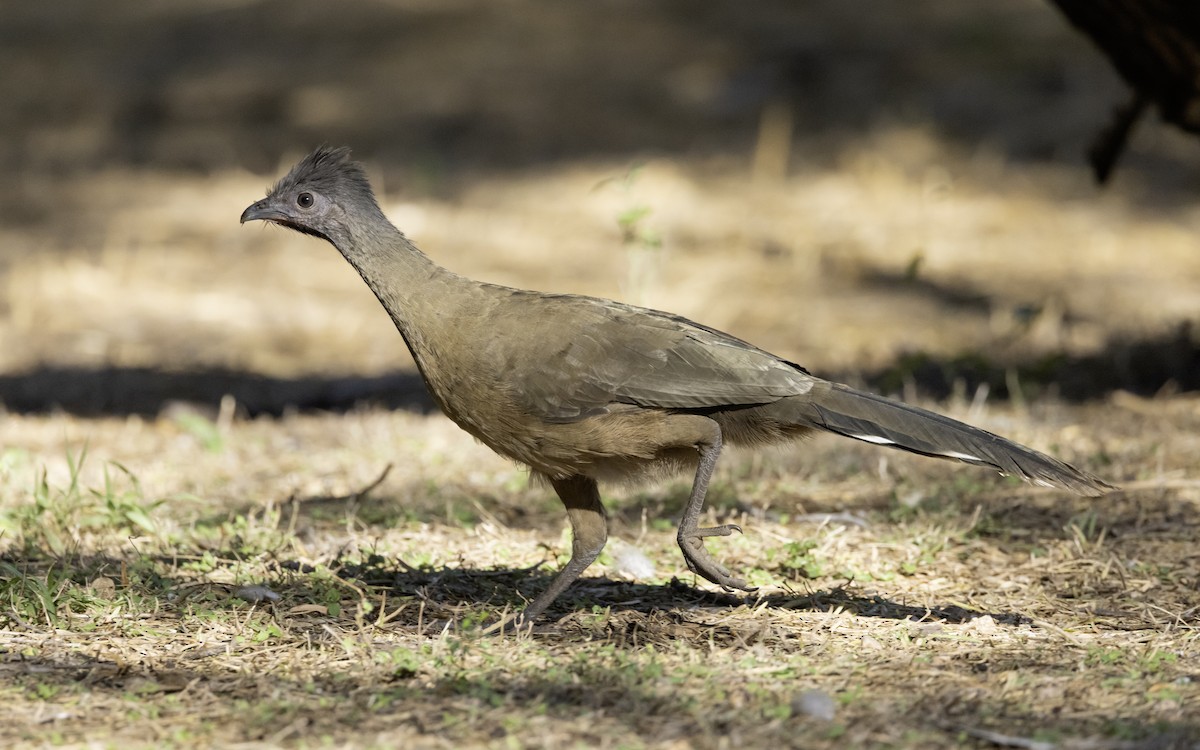 eBird Checklist - 13 Nov 2025 - Salineño Wildlife Preserve (LTC 080 ...
