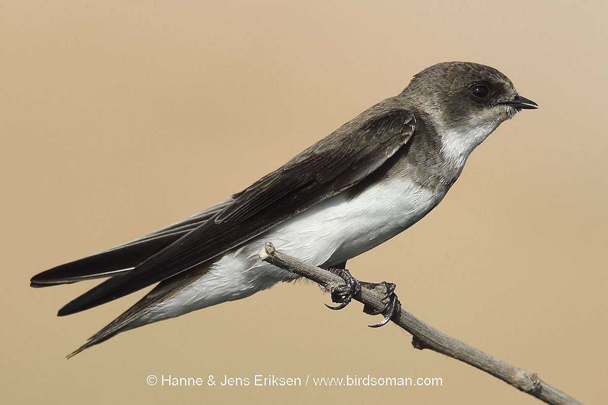 eBird Checklist - 6 Dec 2015 - Raysut Settling Pools - 7 species
