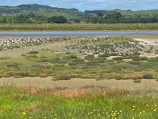 Miranda--'Stilt Hide' & pools, Hauraki District, Waikato, New Zealand ...