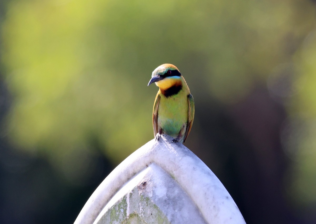 eBird Checklist - 6 Nov 2025 - Cairns Cemetery - 4 species