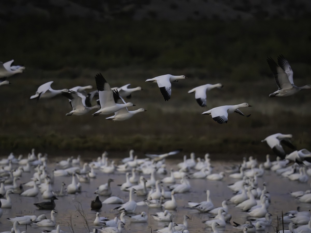 eBird Checklist - 18 Nov 2025 - Bosque del Apache NWR (please use for ...