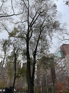 Carl Schurz Park, New York, New York, United States - eBird Hotspot