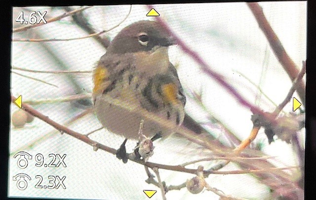 eBird Checklist - 26 Nov 2025 - Gardiner Home - 2 species