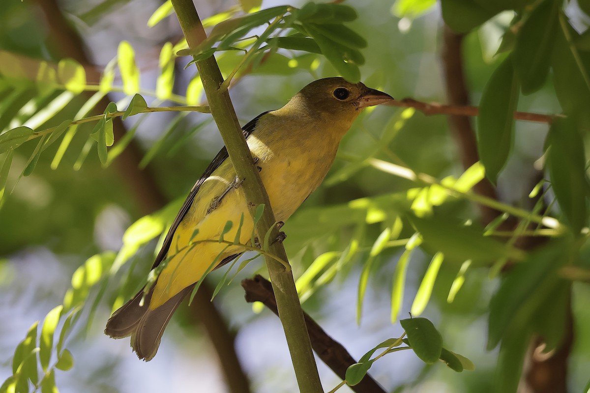 eBird Checklist - 26 Nov 2025 - Sun City Grand--Desert Springs Golf ...