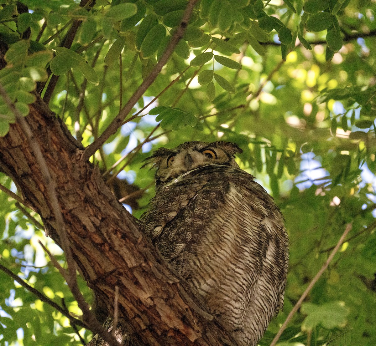 eBird Checklist - 26 Nov 2025 - Sun City Grand--Desert Springs Golf ...