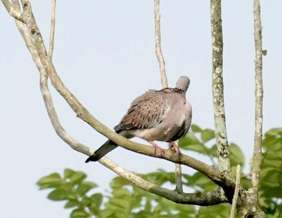 eBird Checklist - 5 Oct 2025 - Neo Tiew Harvest Lane - 24 species