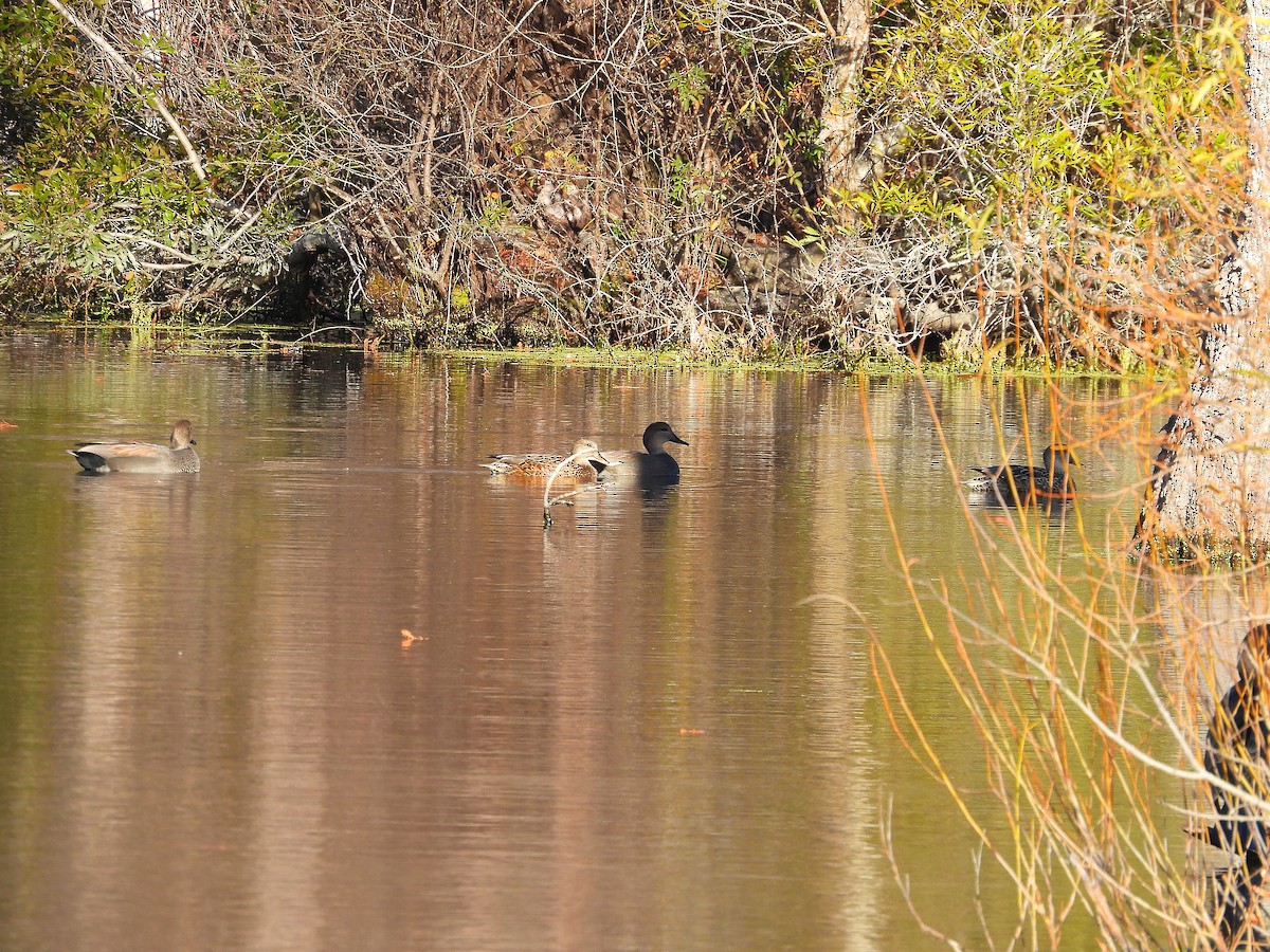 eBird Checklist - 27 Nov 2025 - Stumpy Lake Natural Area - 51 species